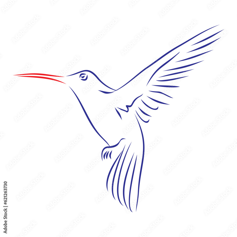 Continuous line drawing of a colibri bird in flight, wings opened. Hand ...