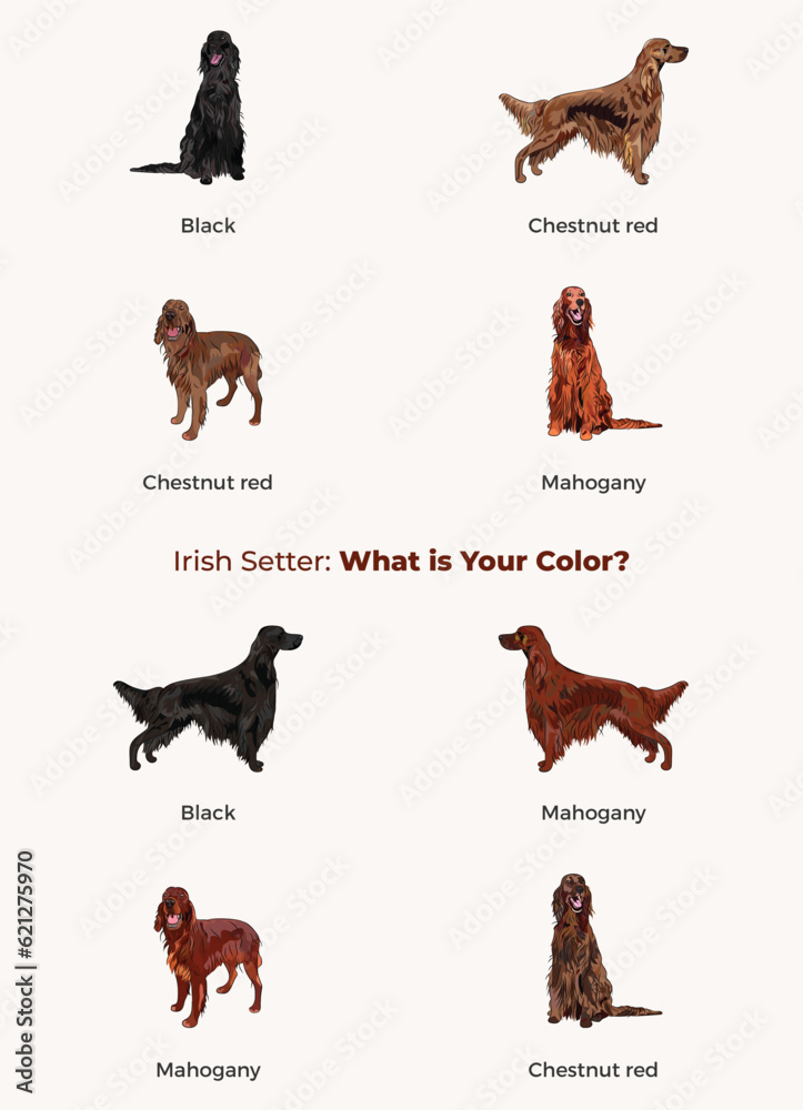 Irish setter colors. Popular coat colors. Cute dogs characters in ...
