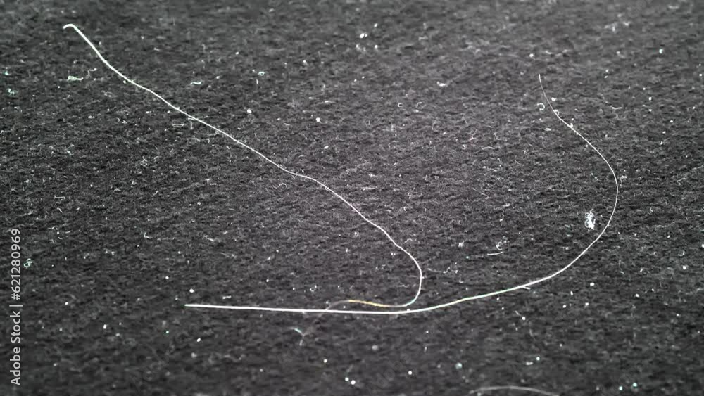 Hair loss out while combing hair.Hair of unhealthy person whose hair is ...