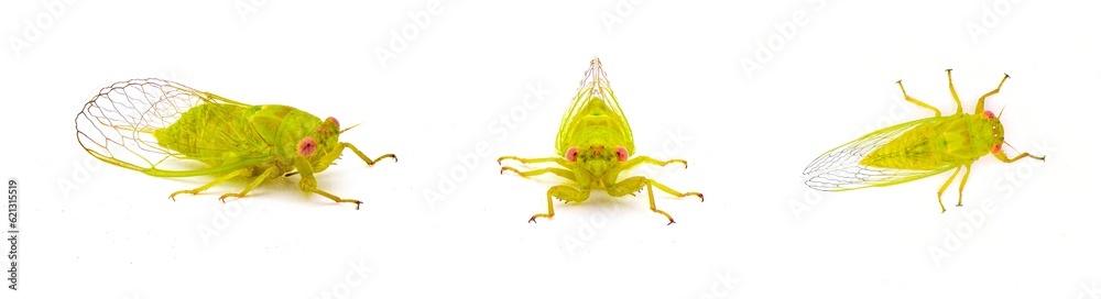 Little green southern grass cicada - Cicadettana calliope floridensis ...