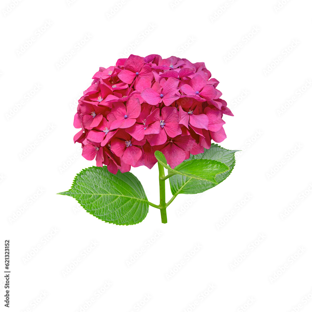 Red hydrangea macrophylla flower head closeup isolated transparent png ...