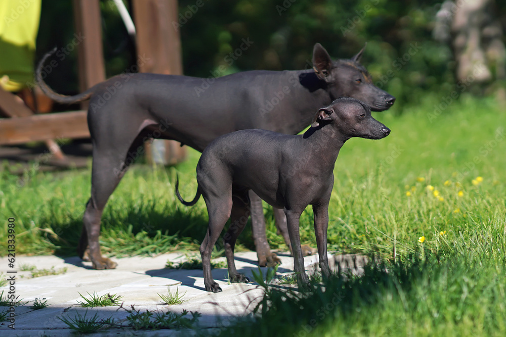Two Xoloitzcuintle dogs or Mexican hairless dogs (miniature male and ...