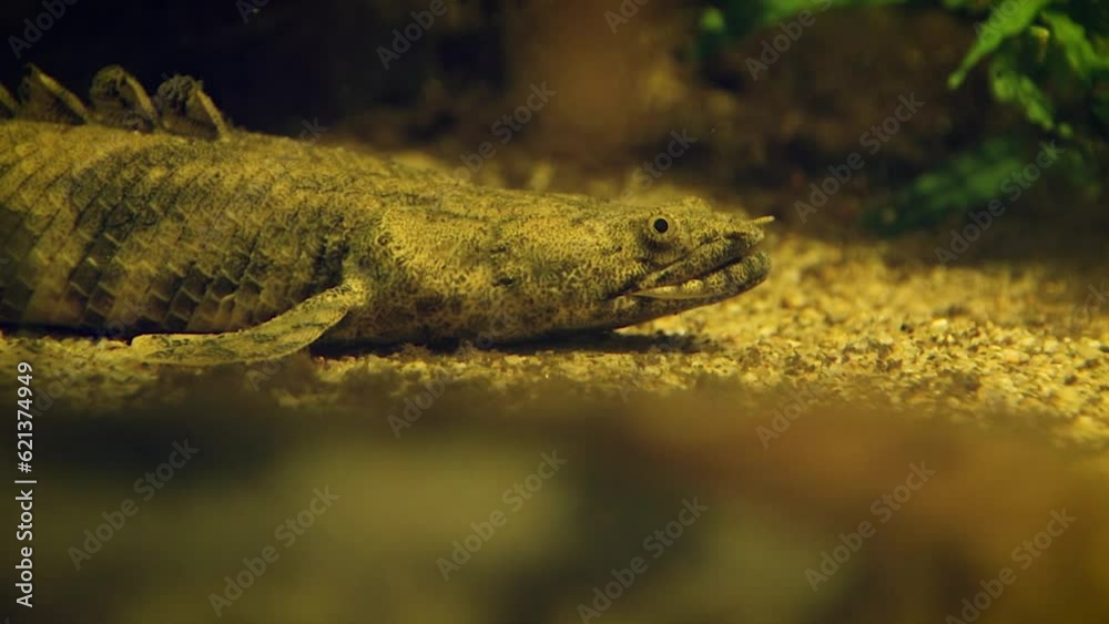 Polypterus Endlicheri