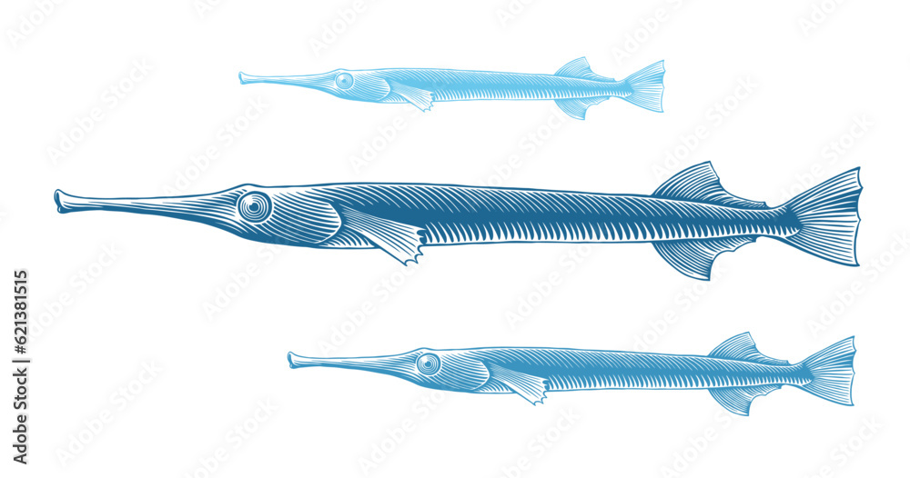 Pipefish. Marine life. Editable hand drawn illustration. Vector vintage ...