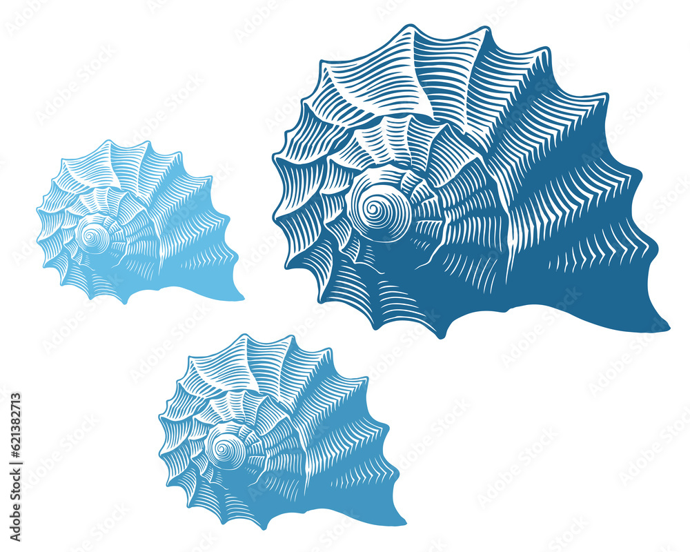 Seashell. Marine life. Editable hand drawn illustration. Vector vintage ...