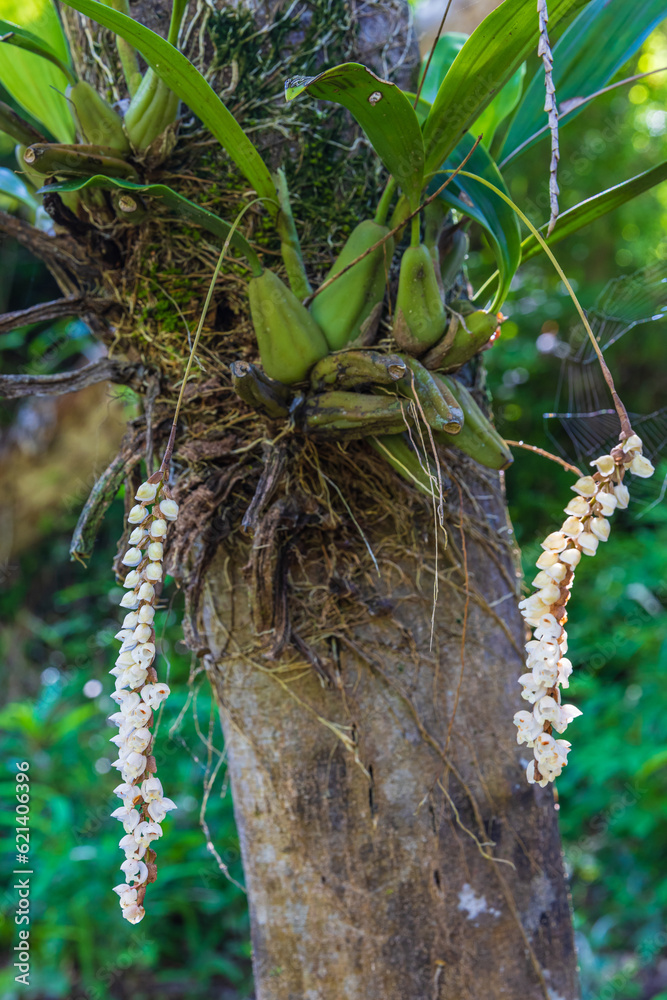 Pholidota imbricata W.J. Hook. Beautiful rare wild orchids in tropical ...