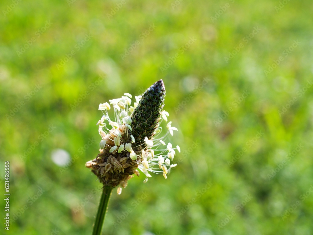Plantago lanceolata ,Ribwort Plantain ,Buckhorm ,lance-leaf ,lanceolate ...