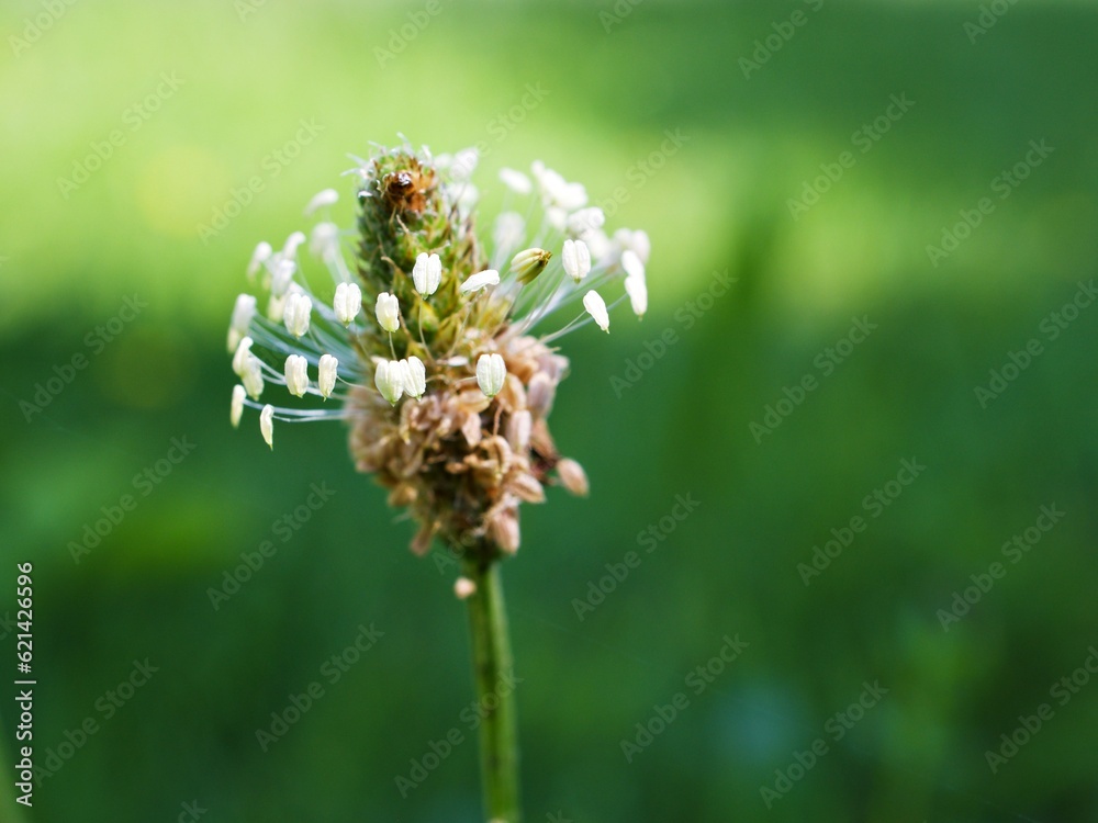 Plantago lanceolata ,Ribwort Plantain ,Buckhorm ,lance-leaf ,lanceolate ...