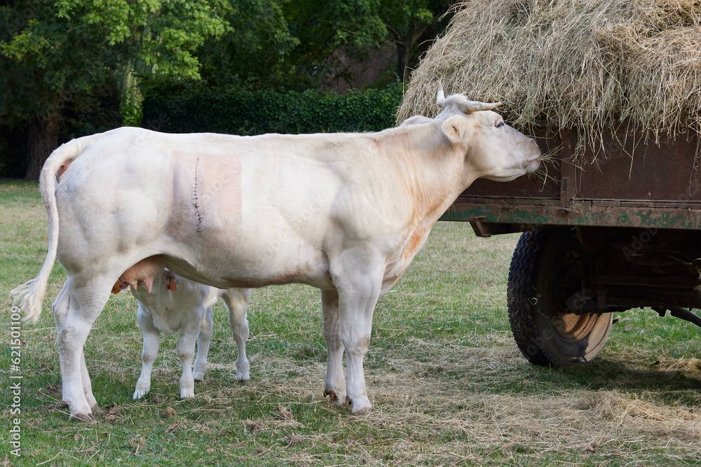 White cow eating hay from wagon and calf drinking milk from udder Stock ...