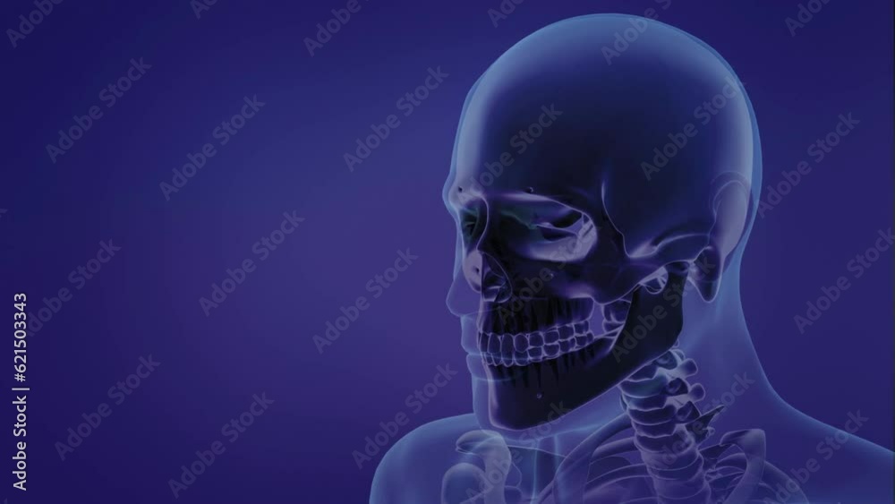 man experiencing back pain 3D medical animation 4K anatomy concept ...