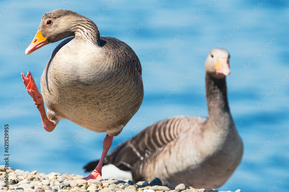 Grey Goose Bird