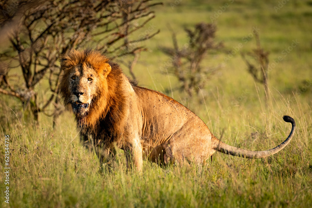 Male lion ( Panthera Leo Leo) pooping, Mara Naboisho Conservancy, Kenya ...