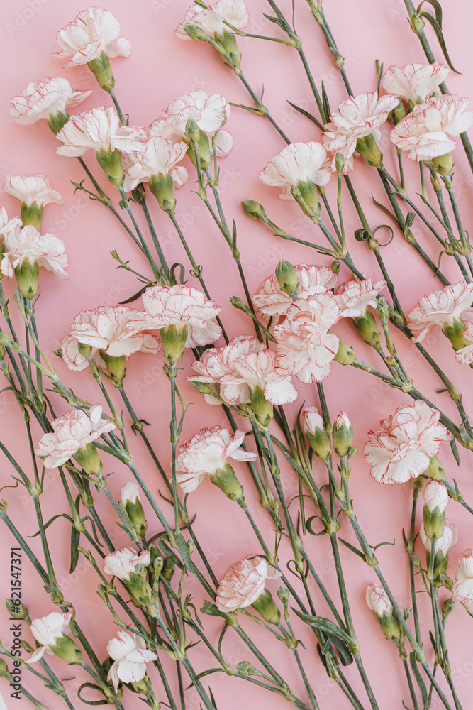 Pink carnation flowers on pink background Stock Photo | Adobe Stock