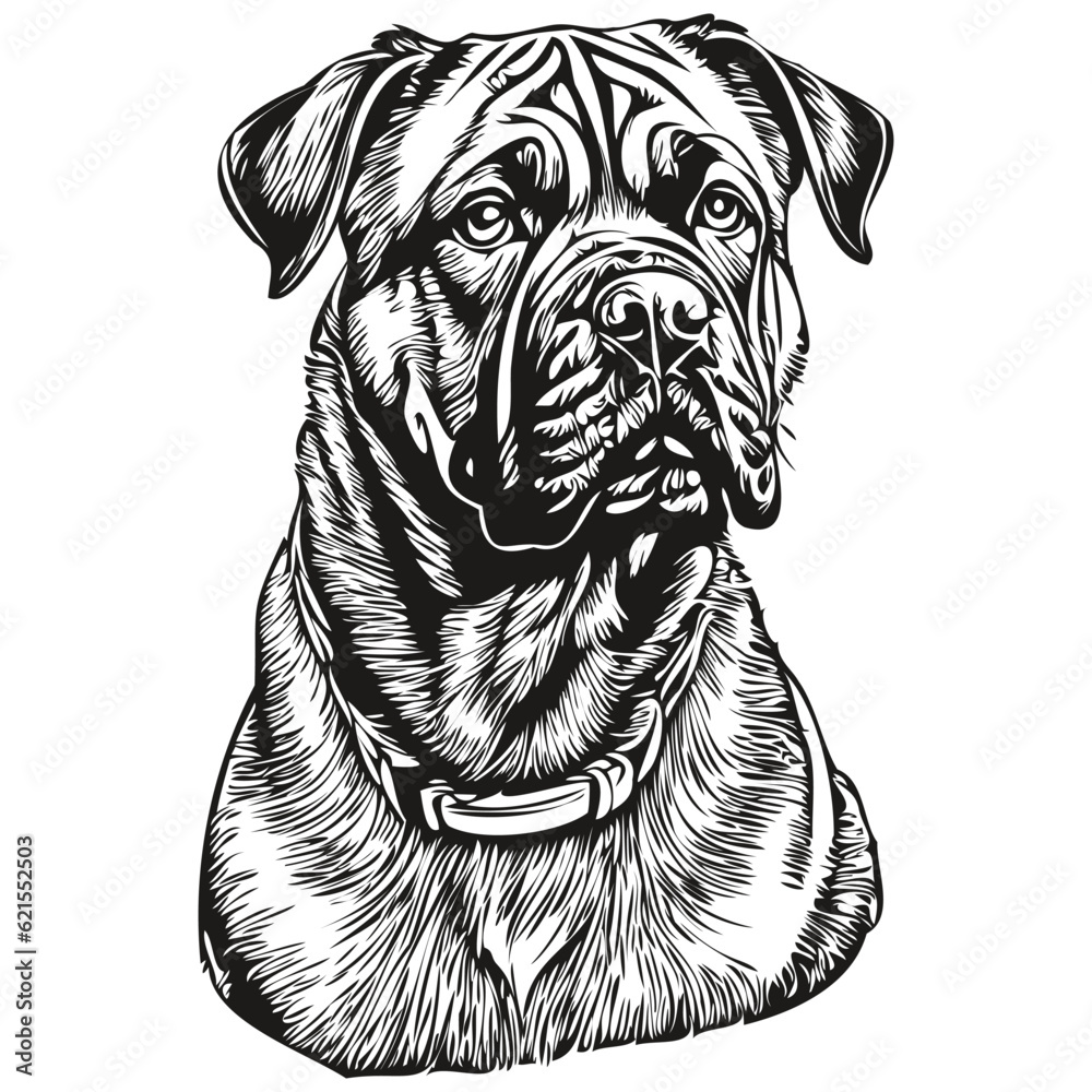Bullmastiff dog head line drawing vector,hand drawn illustration with ...