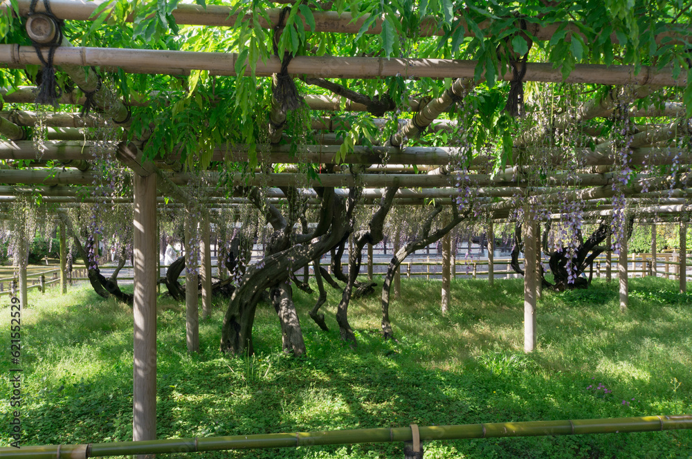 Wisteria trellis in a temple in Kyoto, Uji city, Kyoto prefecture ...