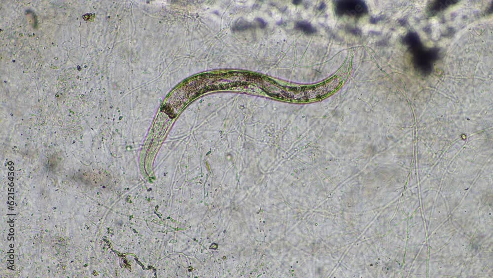 nematode microorganism in soil and compost sample on a farm in ...