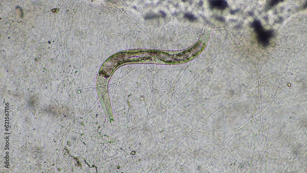 nematode microorganisms and soil biology, with nematodes and fungi ...