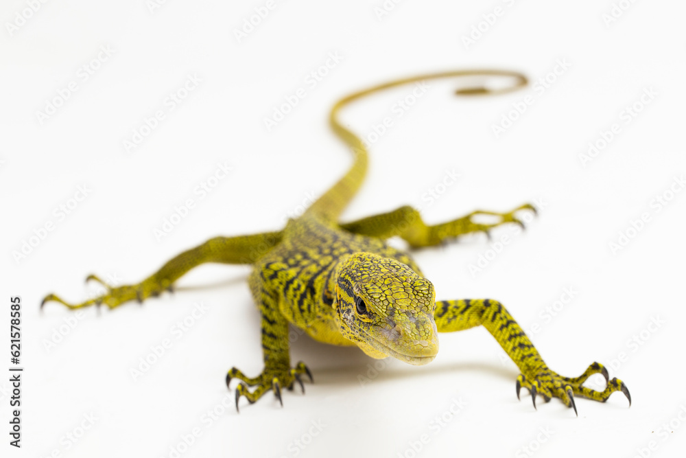 Yellow tree monitor or Reisinger's tree monitor Varanus reisingeri ...