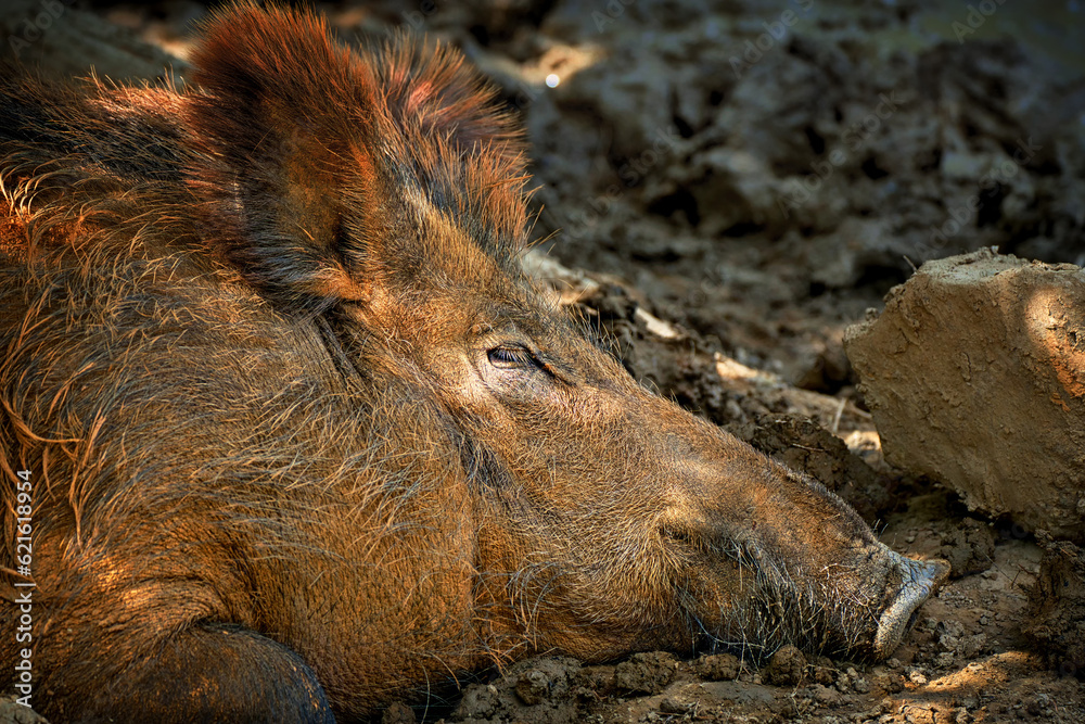 Brown wild boar sleeping in the outdoors nature. Boar face head ...