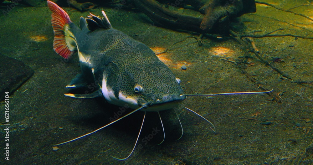 Redtail catfish. Phractocephalus hemioliopterus is a pimelodid long ...