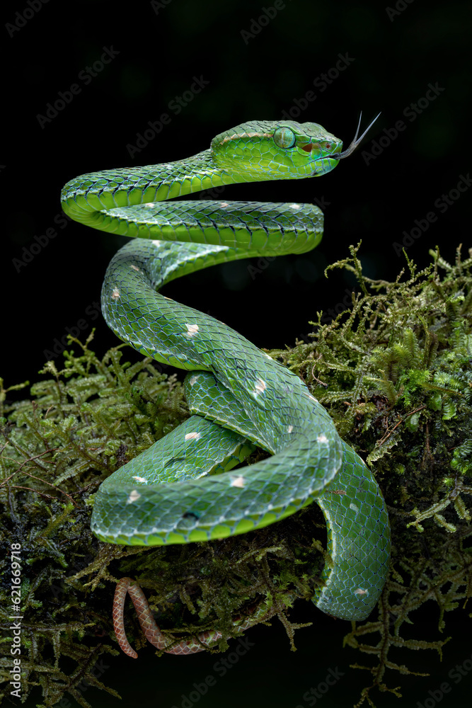The Hagen's Pit Viper - Trimeresurus hageni, is a species of pit viper ...