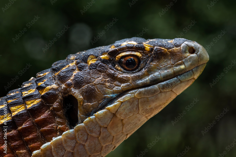 Closeup head of Sudan Plated Lizard (Broadleysaurus major) also known ...
