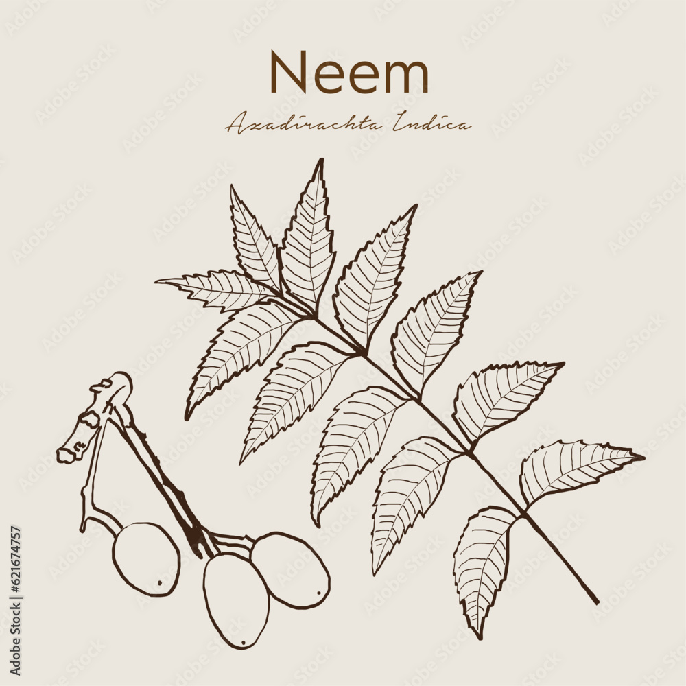 Ayurvedic medicinal neem leaves with neem fruits isolated on brown ...
