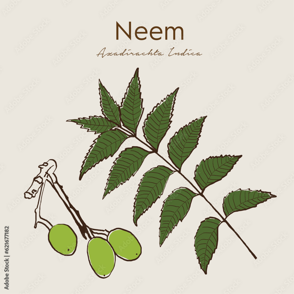 Ayurvedic medicinal neem leaves with neem fruits isolated on brown ...