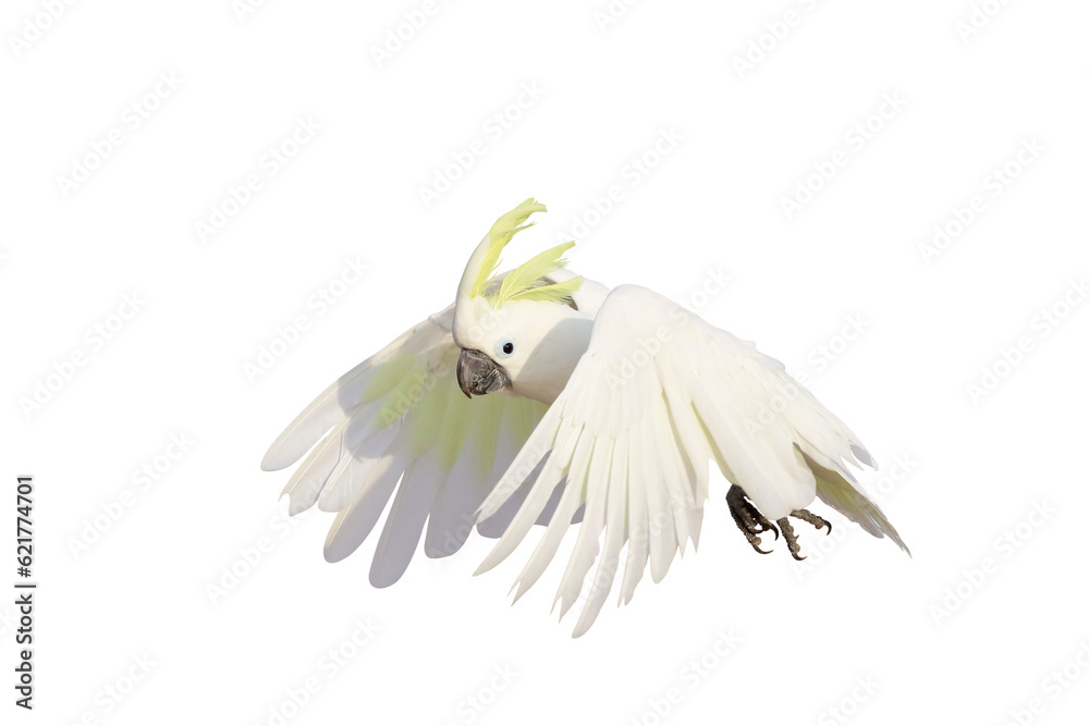 Beautiful of Cockatoo parrot flying isolated on transparent background ...