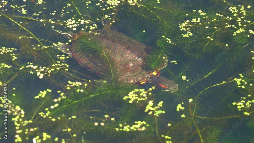 Tracking shot following a wild red-eared slider or red-eared slider ...
