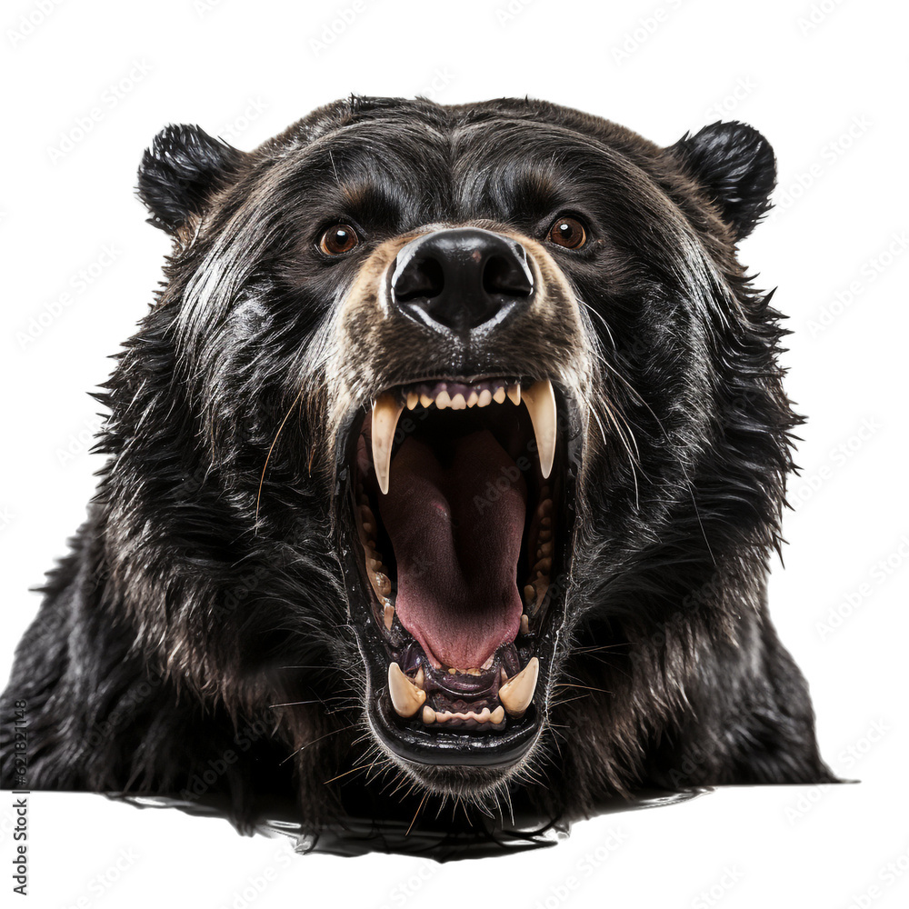 Ferocious black bear bared fangs isolated background PNG. Generative AI ...