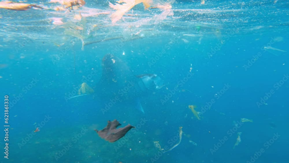 large big manta ray stingray, floats in ocean surrounded by plastic ...