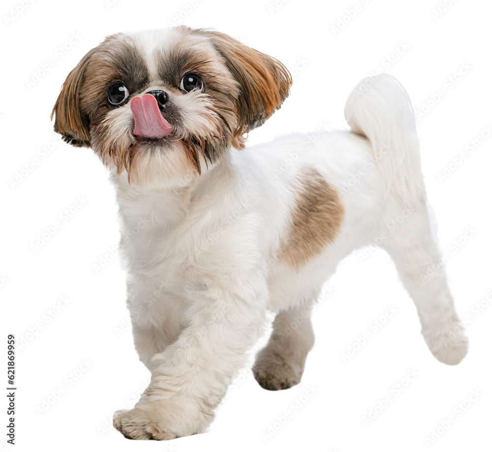 One cute little Shih Tzu dog, puppy standing with sticked out tongue ...