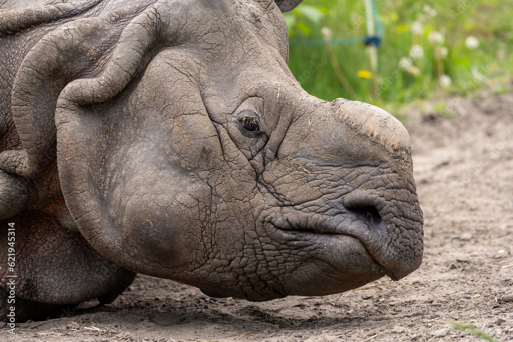 rhinoceros without a horn lying on the ground. Wild animal in zoo at ...