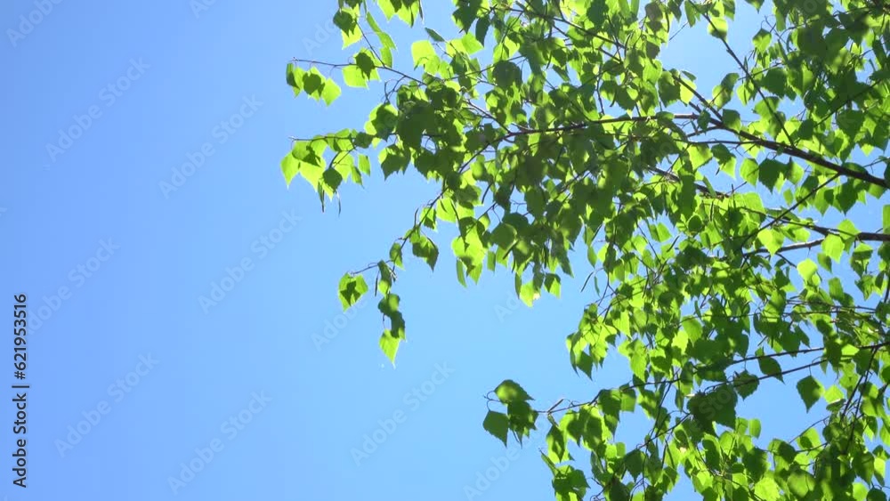 Branch with green leaves on the blue sunny sky background 4K. Nature ...