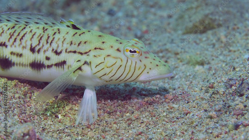 Close-up portrait of Speckled Sandperch or Blacktail grubfish ...