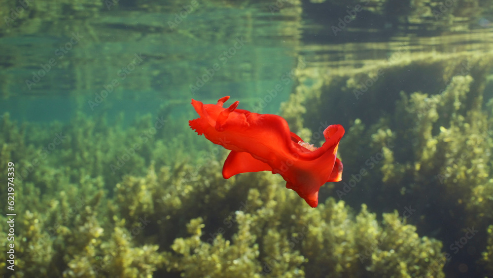 Bright red sea slug dancing swims over thickets Seaweed Brown Sargassum ...