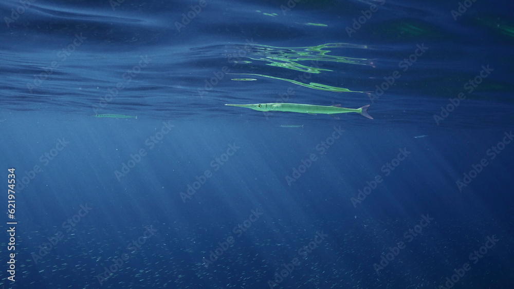 Sea Needle or Garfish swims under surface of blue water in sunburst on ...