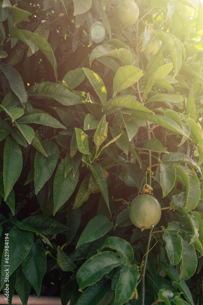 Passion fruit maracuja growing on the tree in the garden, beauty summer ...