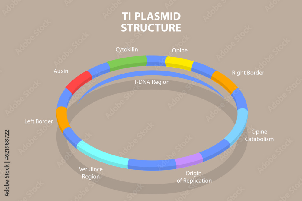 3D Isometric Flat Vector Conceptual Illustration of Ti Plasmid ...