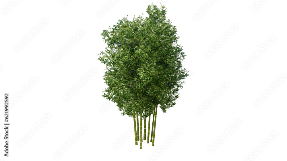bambo tree png isolated on white background Stock Illustration | Adobe ...
