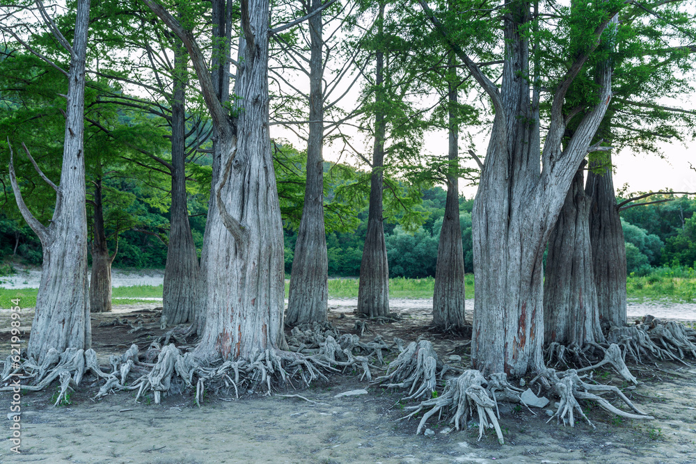 Large trees with roots above the ground and thick trunks. Cypress trees ...
