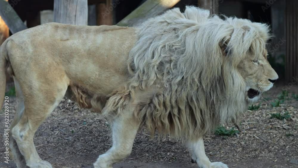 Lion with fluffy mane walks around fenced area of zoo. Predator ...