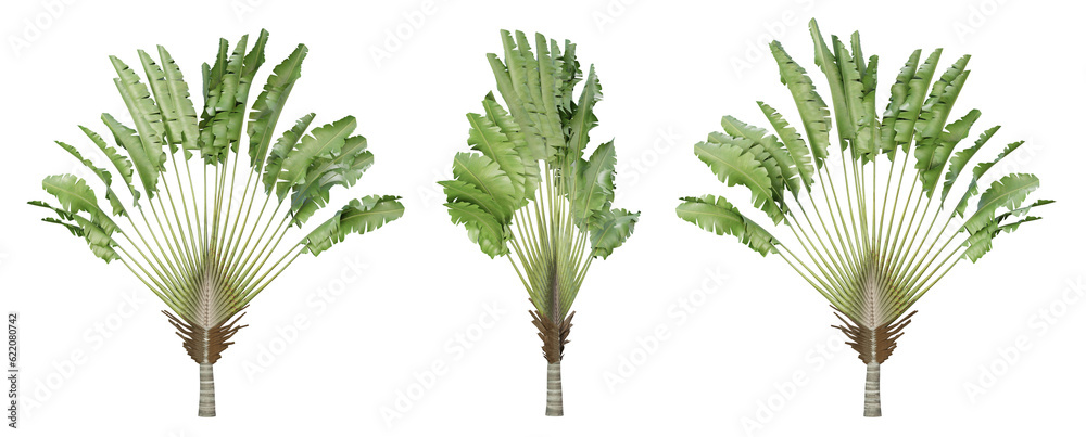 Green ravenala madagascariensis tree on transparent background, banana ...