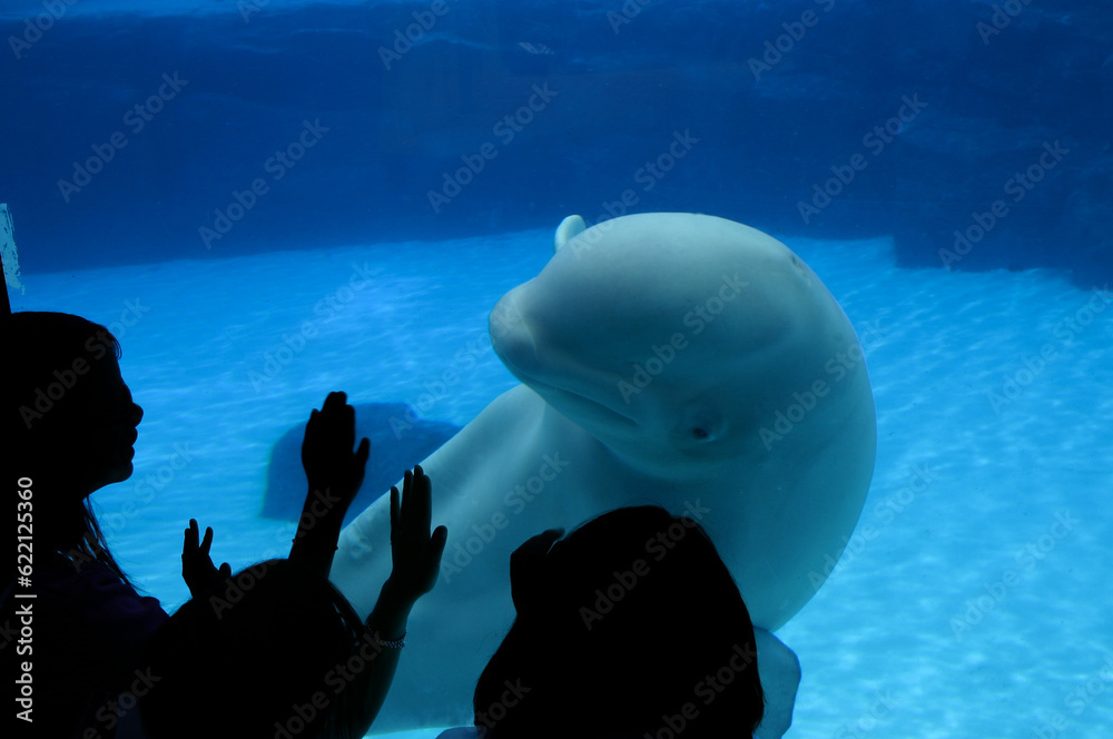 Dialog of beluga whale with children in aqua park Stock Photo | Adobe Stock