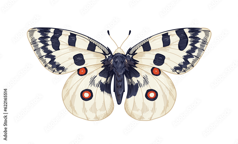 Parnassius Apollo, beautiful exotic butterfly species. Flying moth in ...