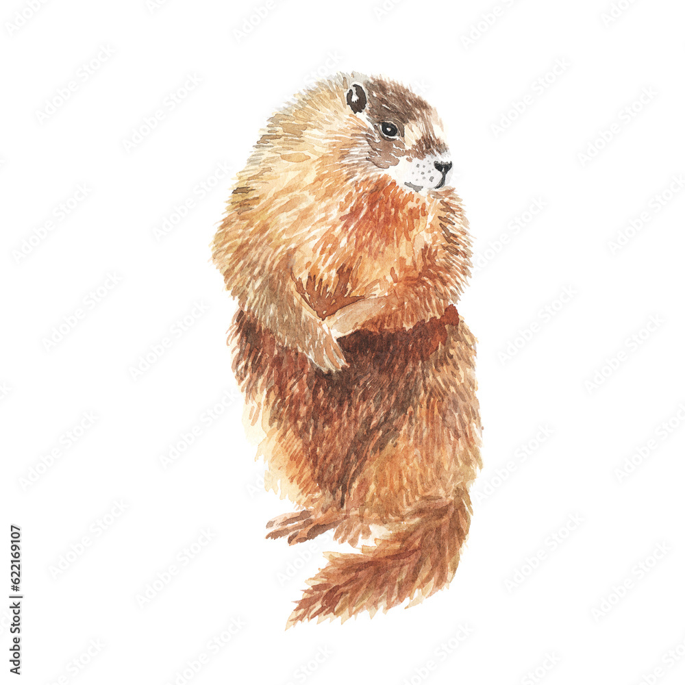groundhog watercolor hand painting illustration animal on isolated ...