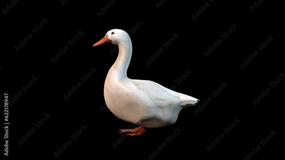 A white goose walking on black background, 3D animation, animated ...