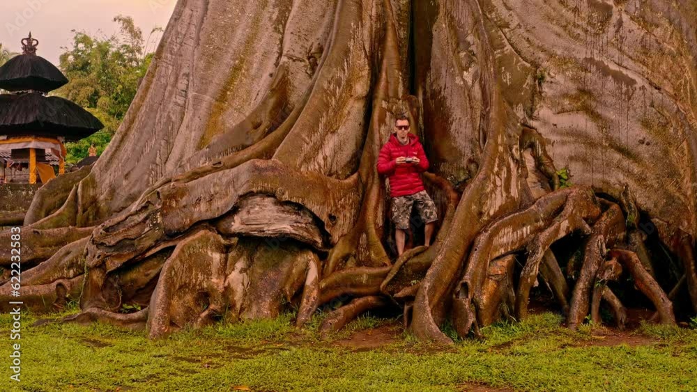 700 Years old Bayan Ancient Tree with active lifestyle travel people ...