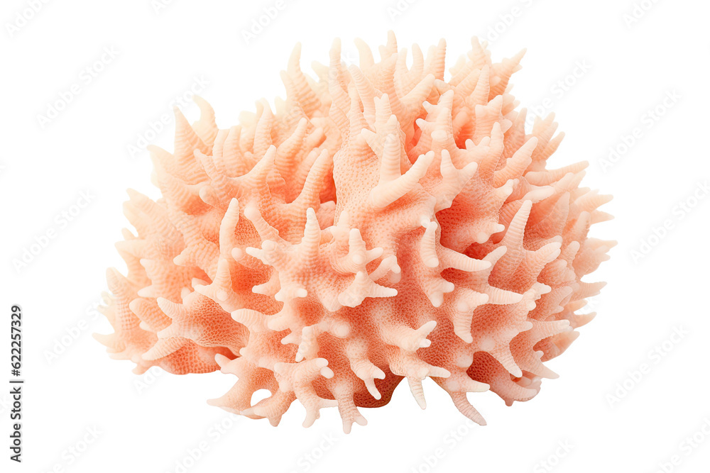 Thorny Coral, Thin Finger, , Table Coral beccc_.Table Coral, on ...